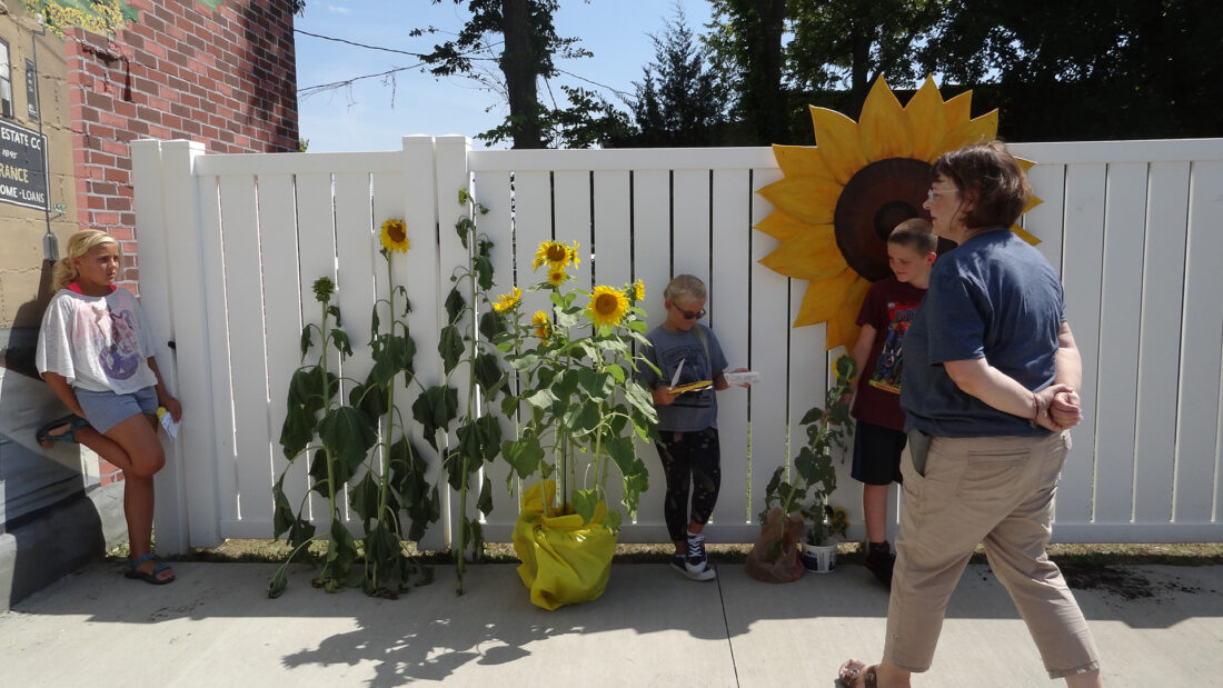 Sunflower seeds available now for Tonganoxie Sunflower Stroll contest ...